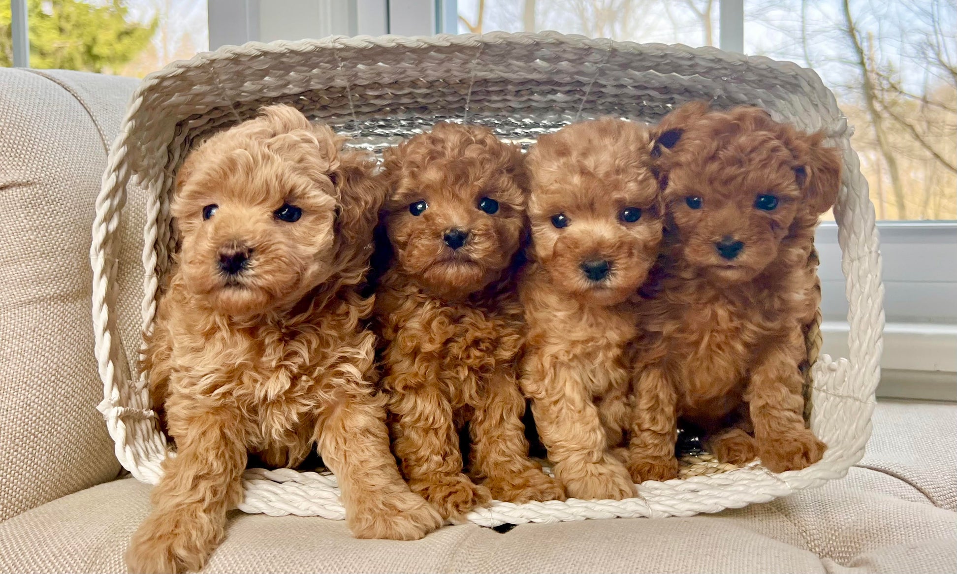 Precious Pups USA | Sagamore Hills, Ohio