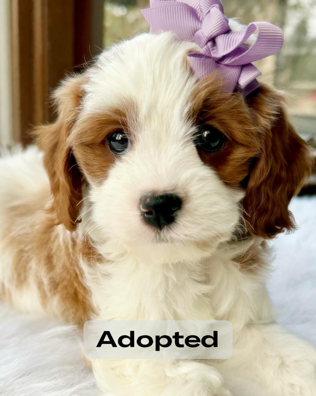 Available Puppies – Page 5 – Precious Pups USA