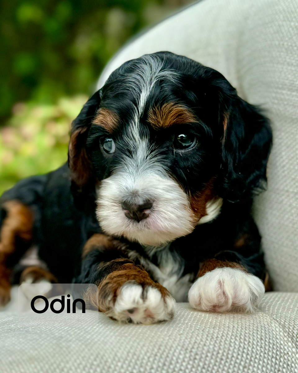 Odin Cavapoo Puppy 💙SOLD – Precious Pups USA