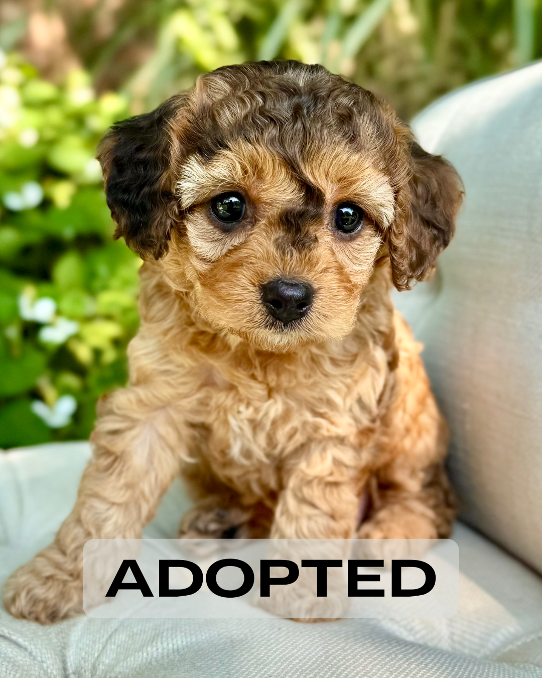 Rosie F1b Cavapoo Puppy 💗 ADOPTED – Precious Pups USA