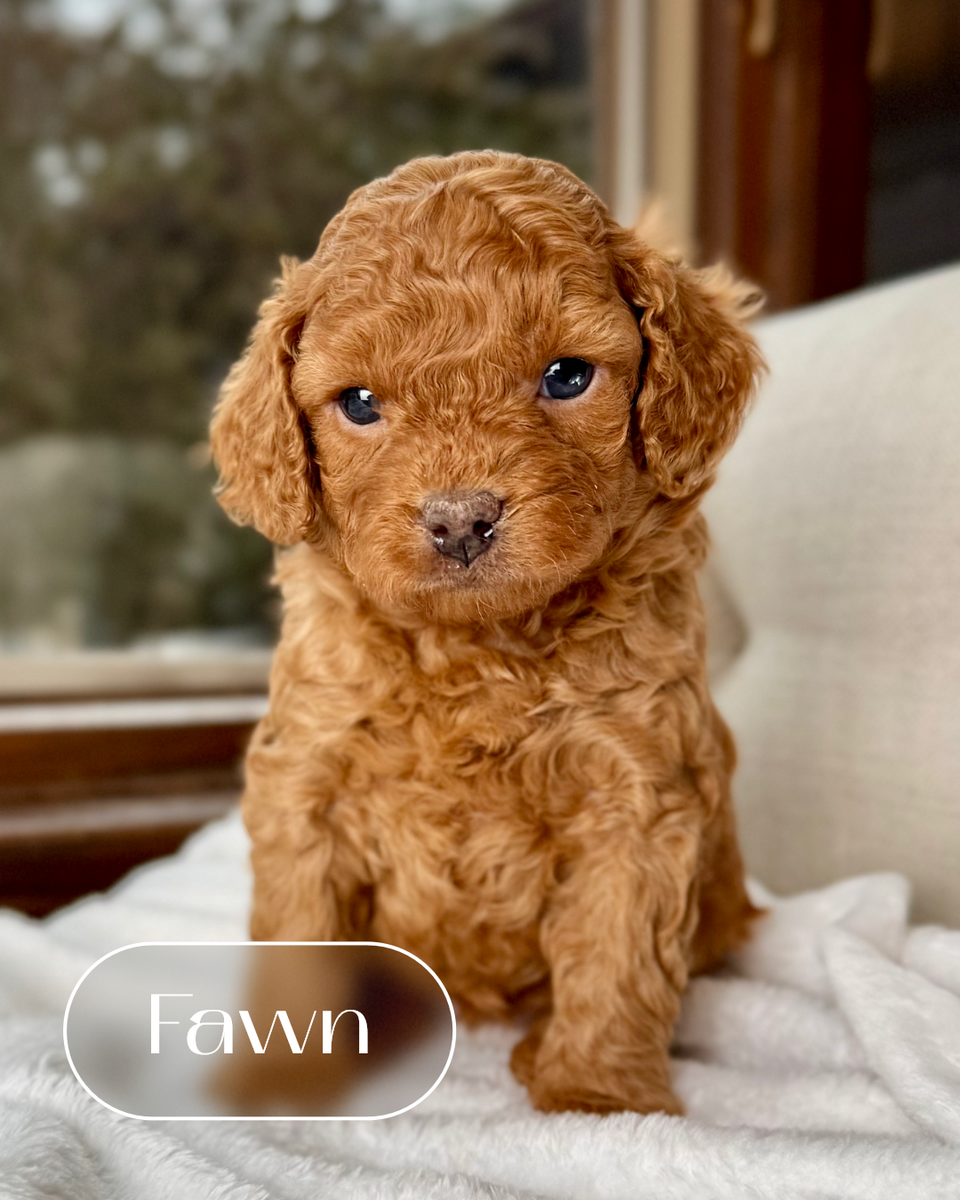 Teacup/Toy Cavapoo Puppy - Willow & Theodore - February 2025 – Precious ...