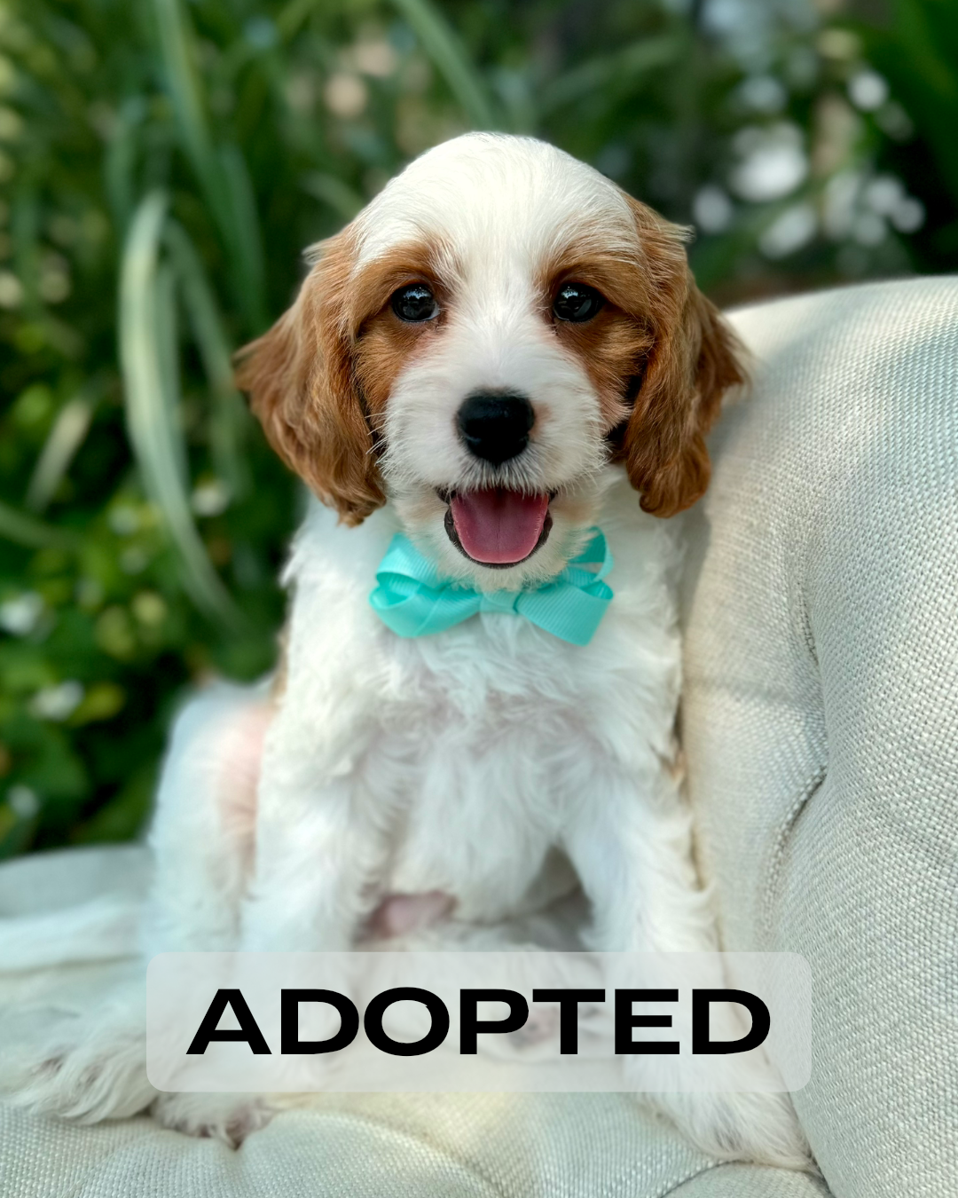 Available Puppies – Page 4 – Precious Pups USA