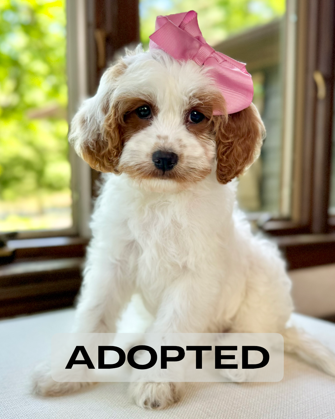 Available Puppies – Page 3 – Precious Pups USA
