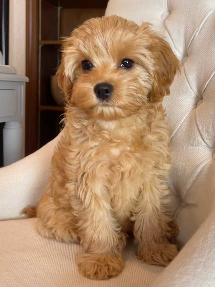Clifford Cavapoo Puppy 💙 SOLD – Precious Pups Doodles
