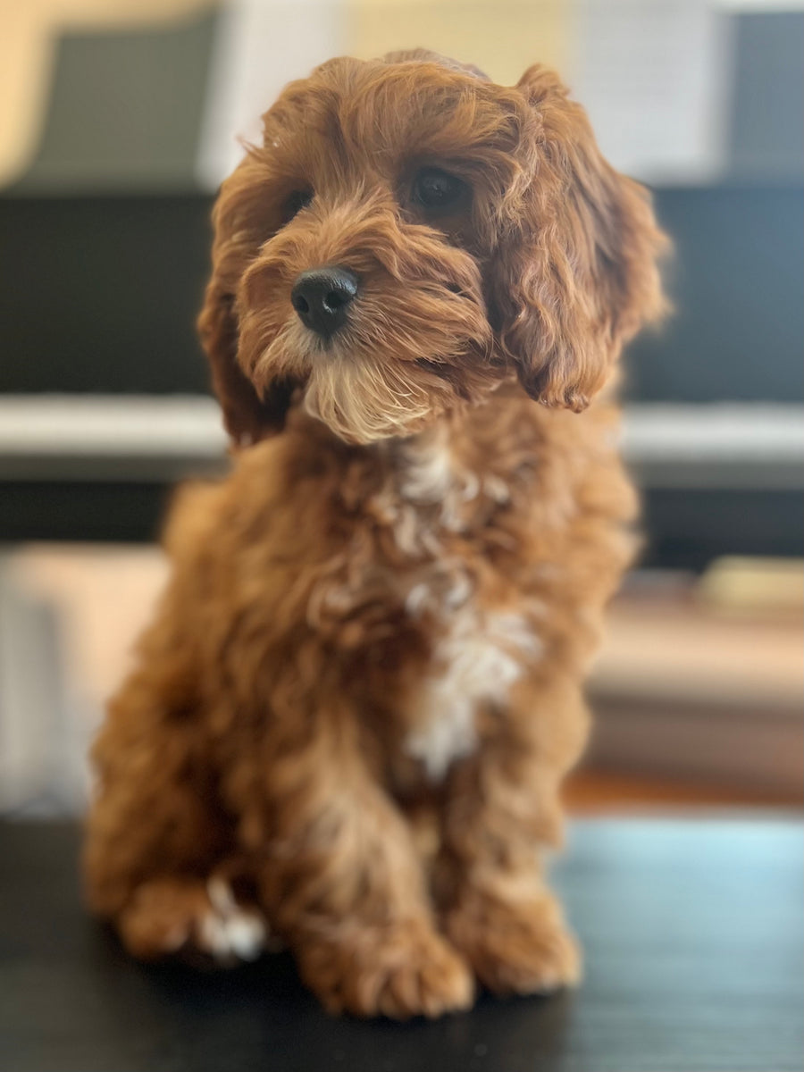 Zara Cavapoo Puppy 💗 SOLD – Precious Pups USA