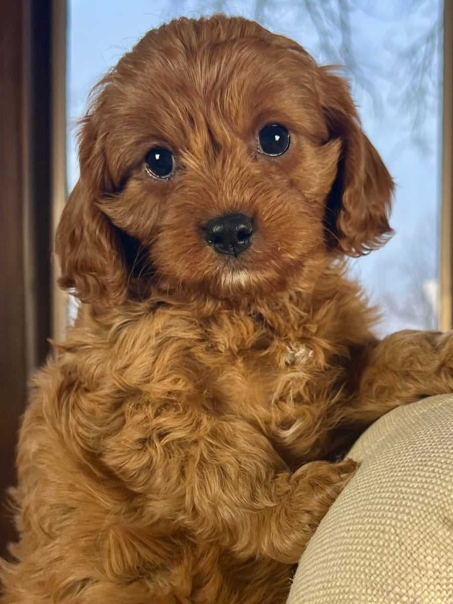 Copper Cavapoo Puppy 💙 SOLD – Precious Pups USA