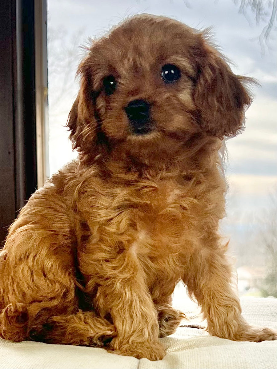 Chloe Cavapoo Puppy SOLD – Precious Pups USA
